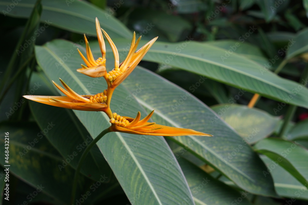 Beautiful heliconia psittacorum golden tourch, heliconia lady diana ...