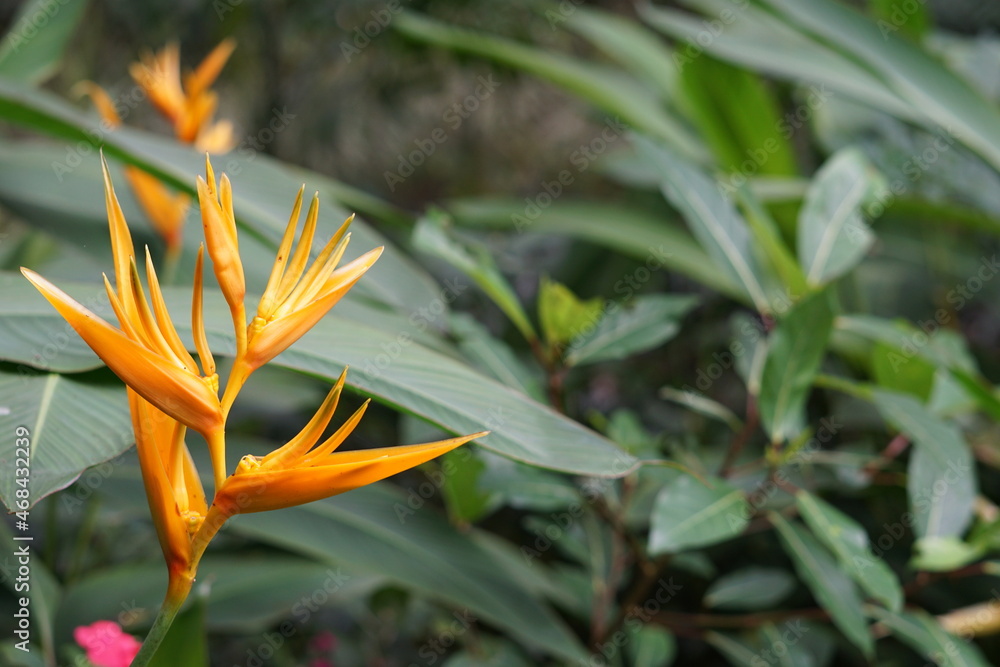 Beautiful heliconia psittacorum golden tourch, heliconia lady diana ...