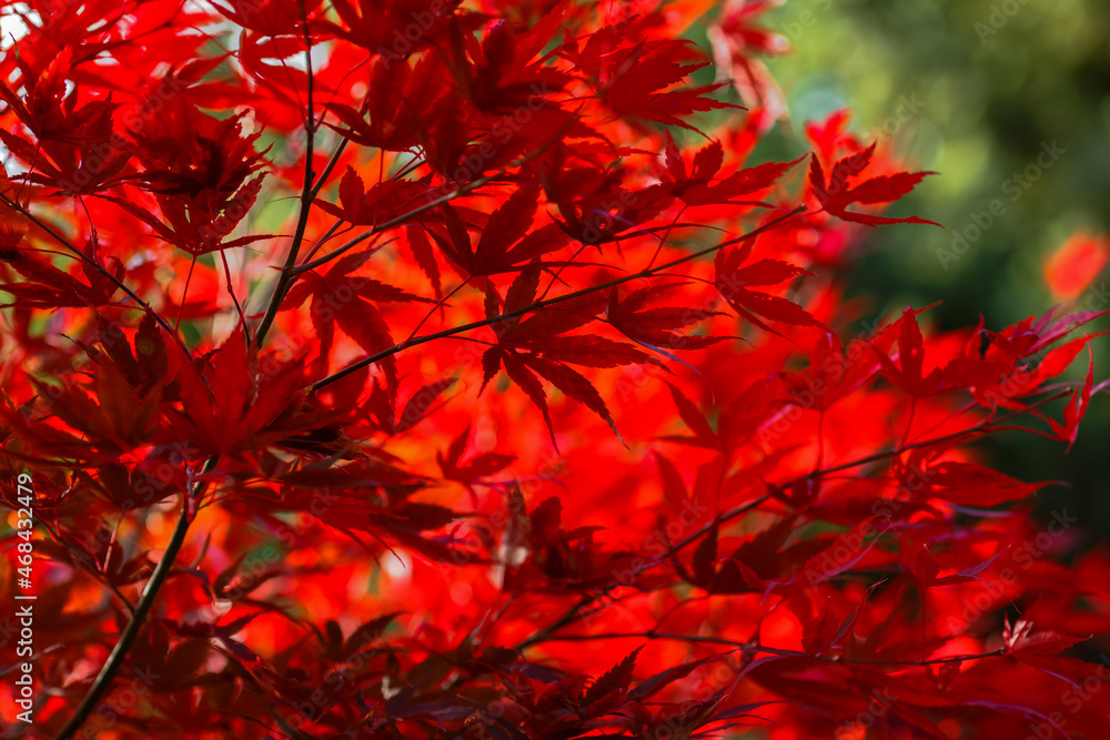 Acer japonicum, the Amur maple, downy Japanese-maple or fullmoon maple ...