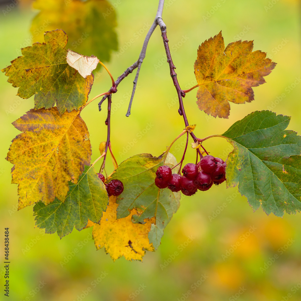Red hawthorn berries on a branch in autumn. Crataegus sanguinea (common ...