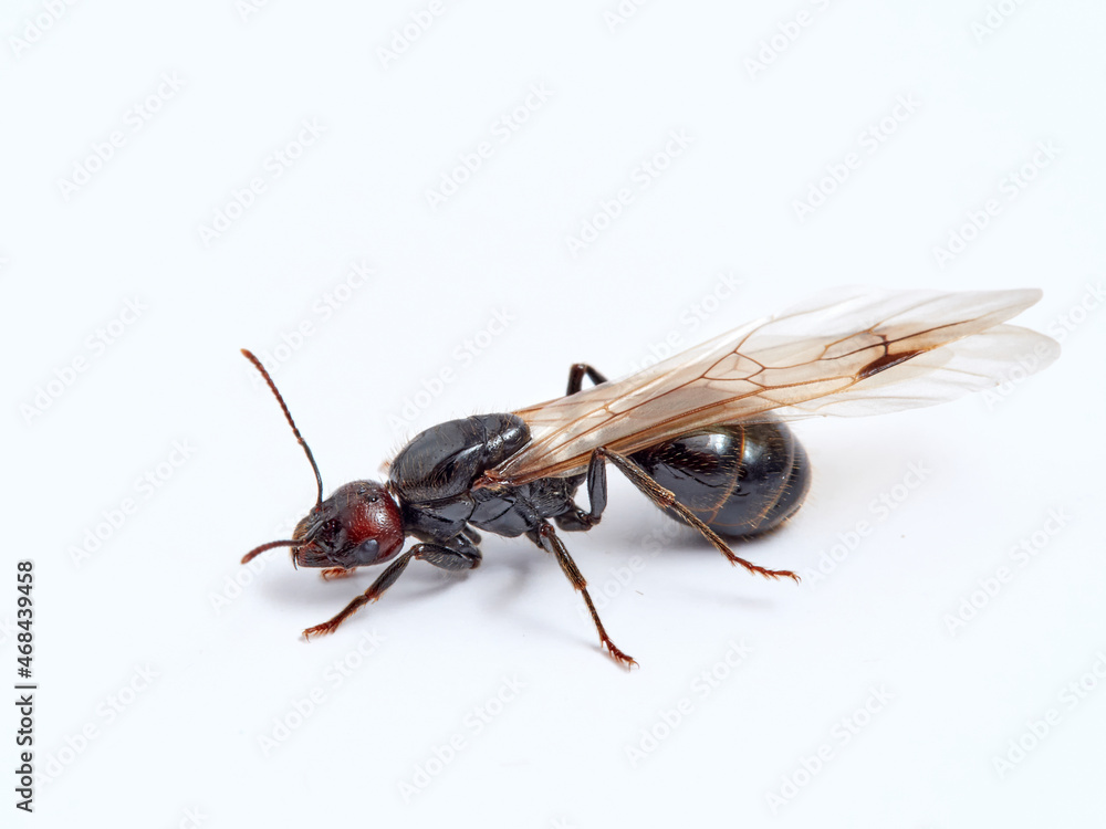 Winged ant in a white background. Queen. Smooth Harvester Ants. Messor ...