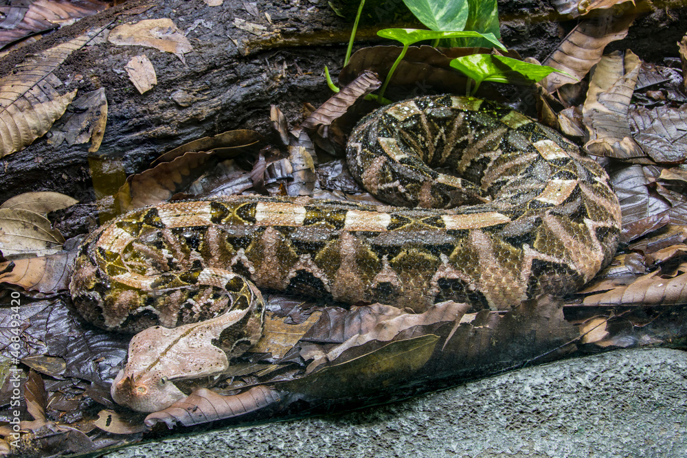 Foto de The Gaboon viper (Bitis gabonica) is a viper species found in ...