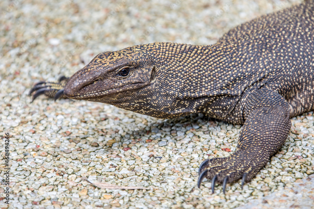 The clouded monitor (Varanus nebulosus) is a species of monitor lizard ...