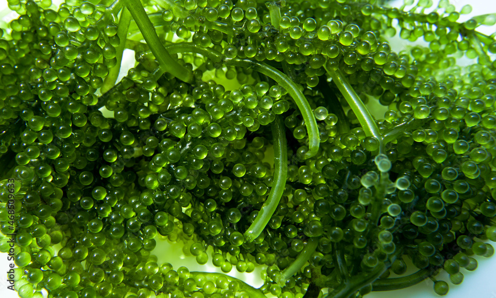 Caulerpa lentillifera is a species of bryopsidale green algae from ...