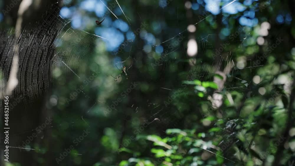 Japanese Forest on Tomogashima, Golden orb weaver web Stock Video ...