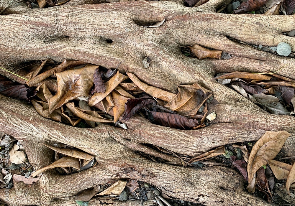 Natural tree root buttress for background Stock Photo | Adobe Stock
