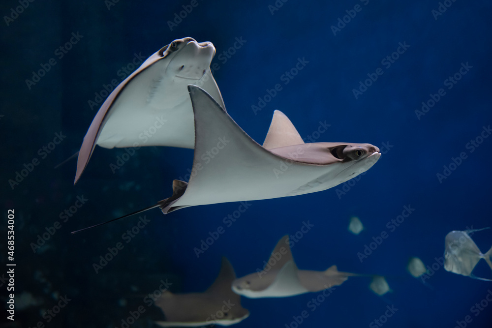 cownose ray swimming in the water, fish underwater in the aquarium ...