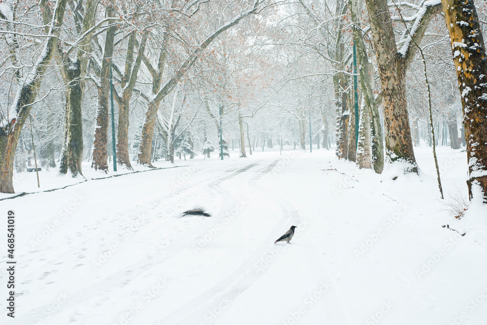 snowfall in a park Stock Photo | Adobe Stock