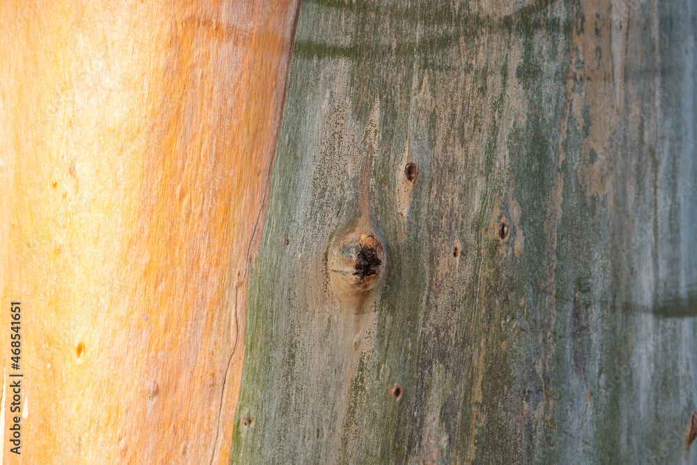 Colorful Eucalyptus bark background. Eucalyptus tree texture. Stock ...