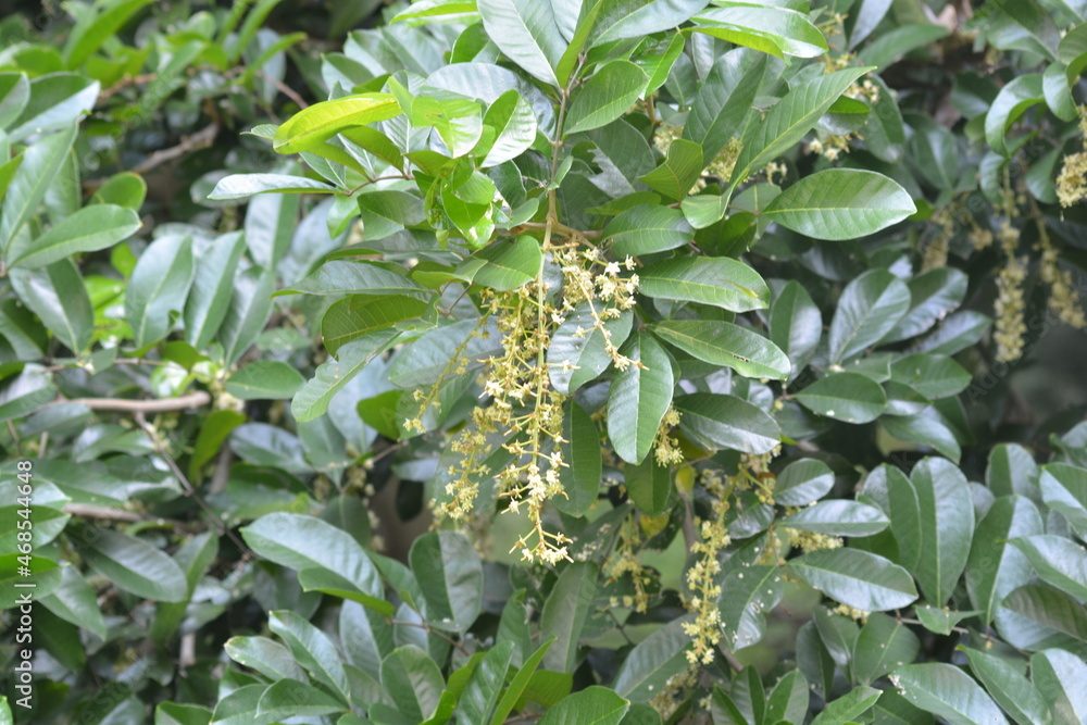 The ackee, also known as ankye, achee, akee, ackee apple or ayee ...