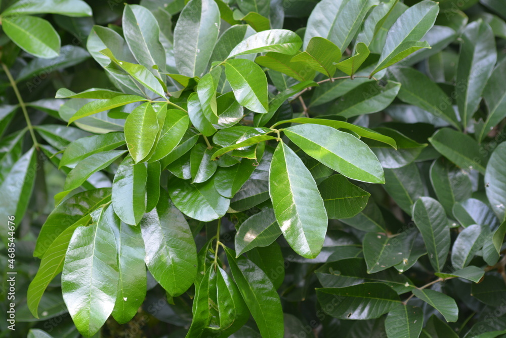 The ackee, also known as ankye, achee, akee, ackee apple or ayee ...