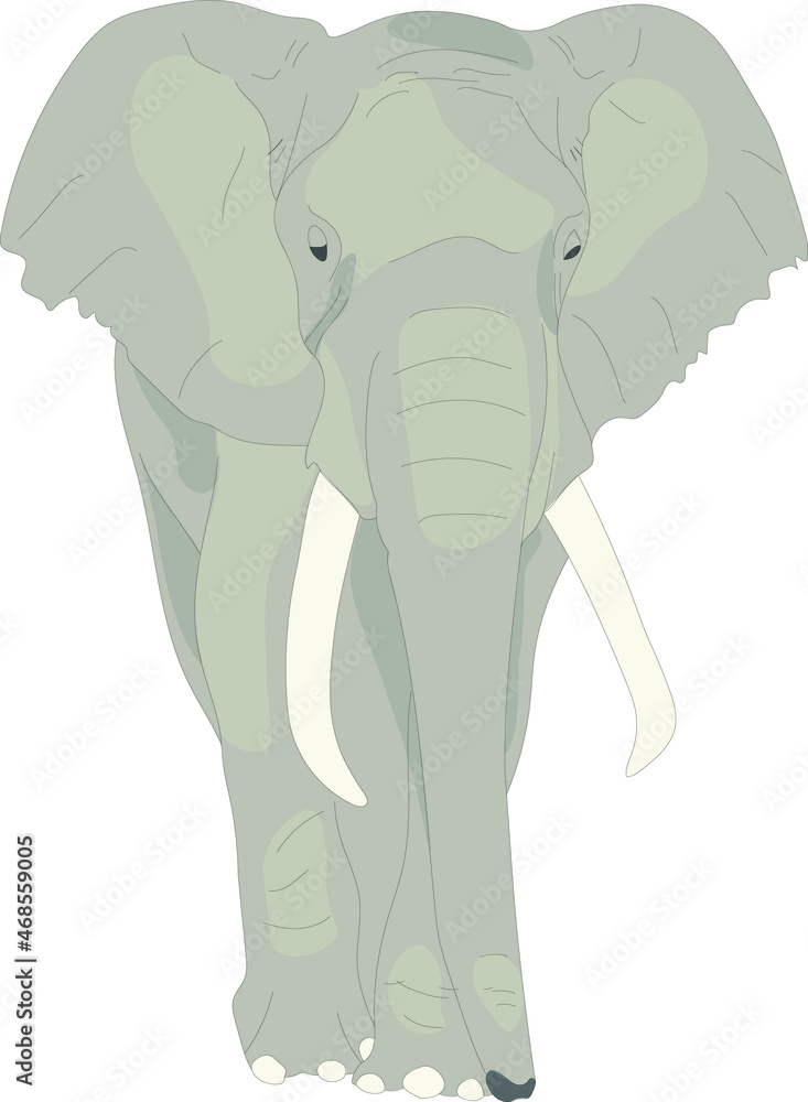 Safari animal clipart. Vector isolated elephant. Hand drawn wildlife ...