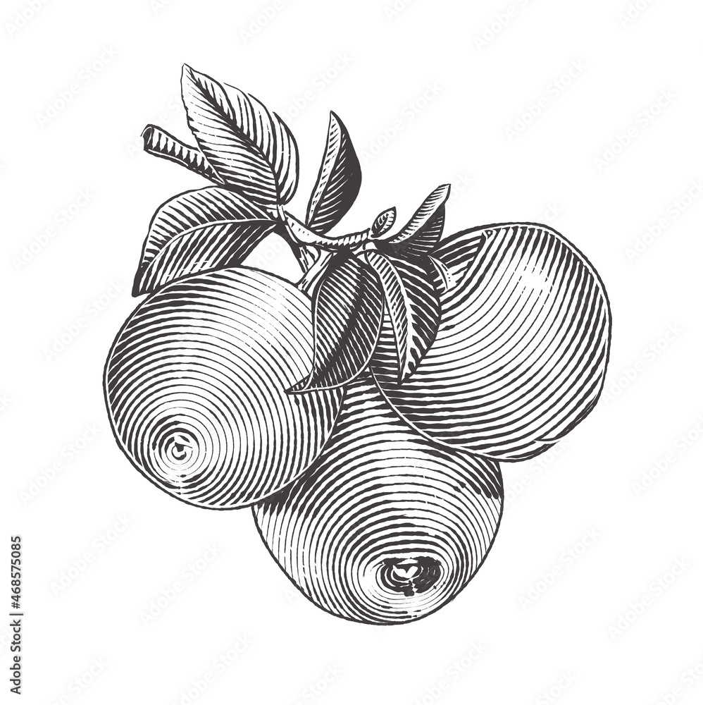 Apple branch vector drawing. Hand drawn tree branch with apples and ...