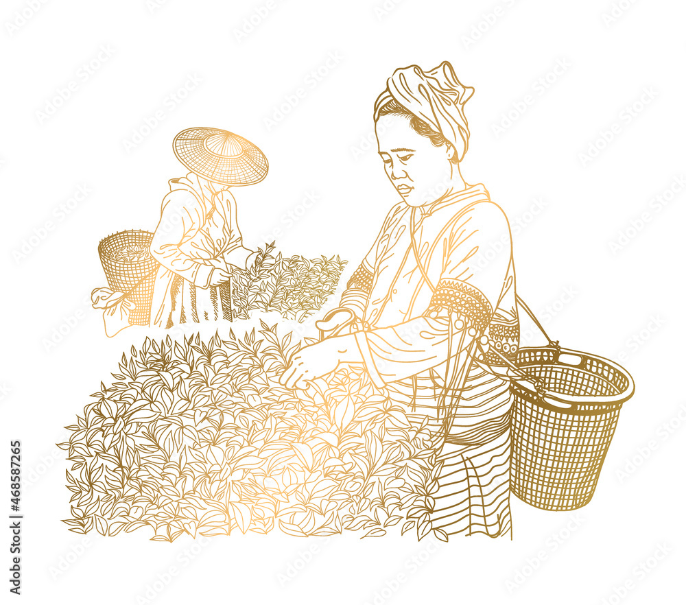 A woman in traditional clothes collects tea leaves on a a tea ...