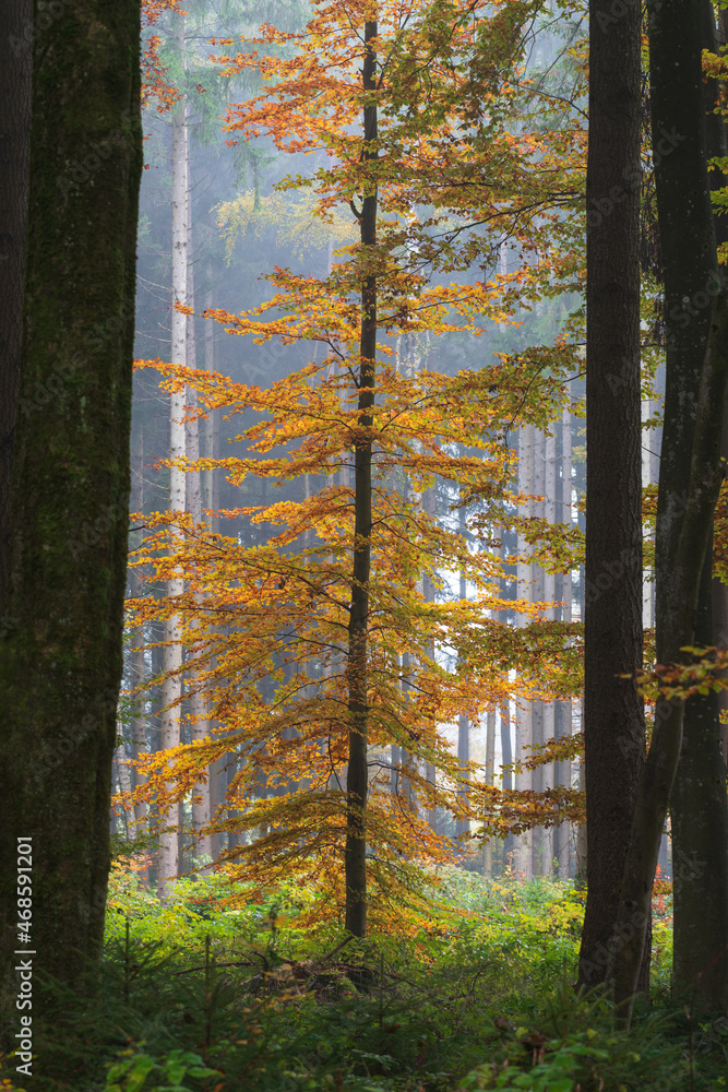 Conifer softwood with hardwood in the forest in fall autumn in germany ...