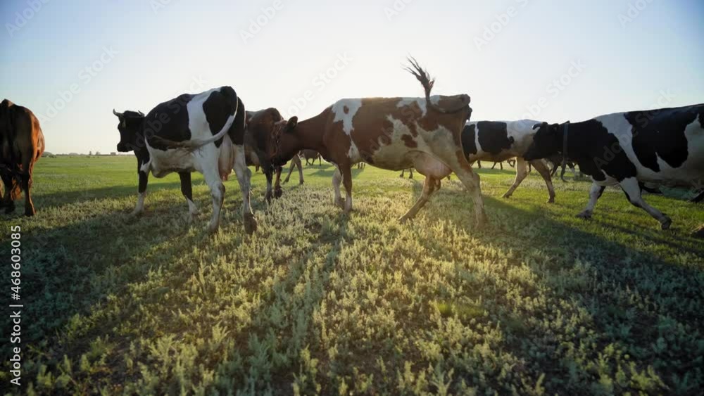multi-colored cows in the rays of the sun. a herd of happy cows ...