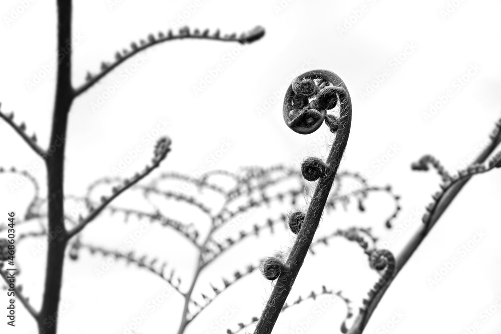 Spiral shoot of a giant fern unrolling in a Monte Palace garden on ...
