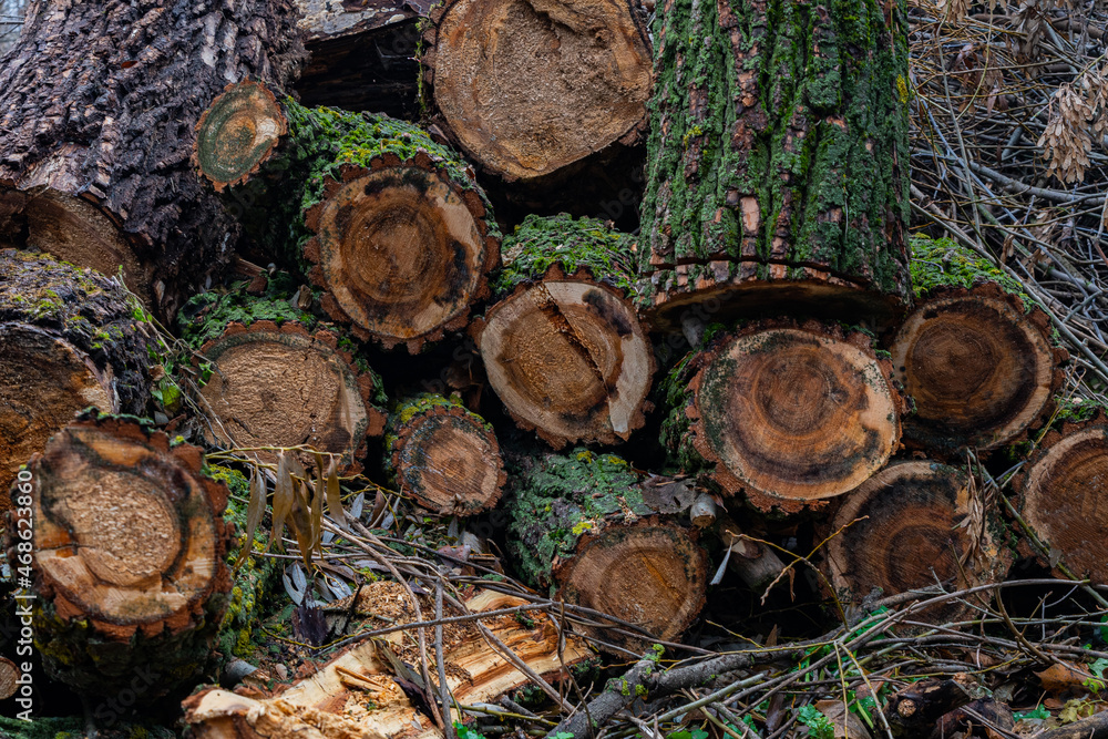 Chopped and sawn trees, in the forest. Harvesting of trees, for ...