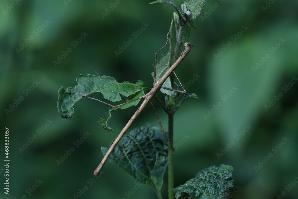 Stick Insect, Phasmatodea, Kaeng Krachan National Park Stock Photo ...