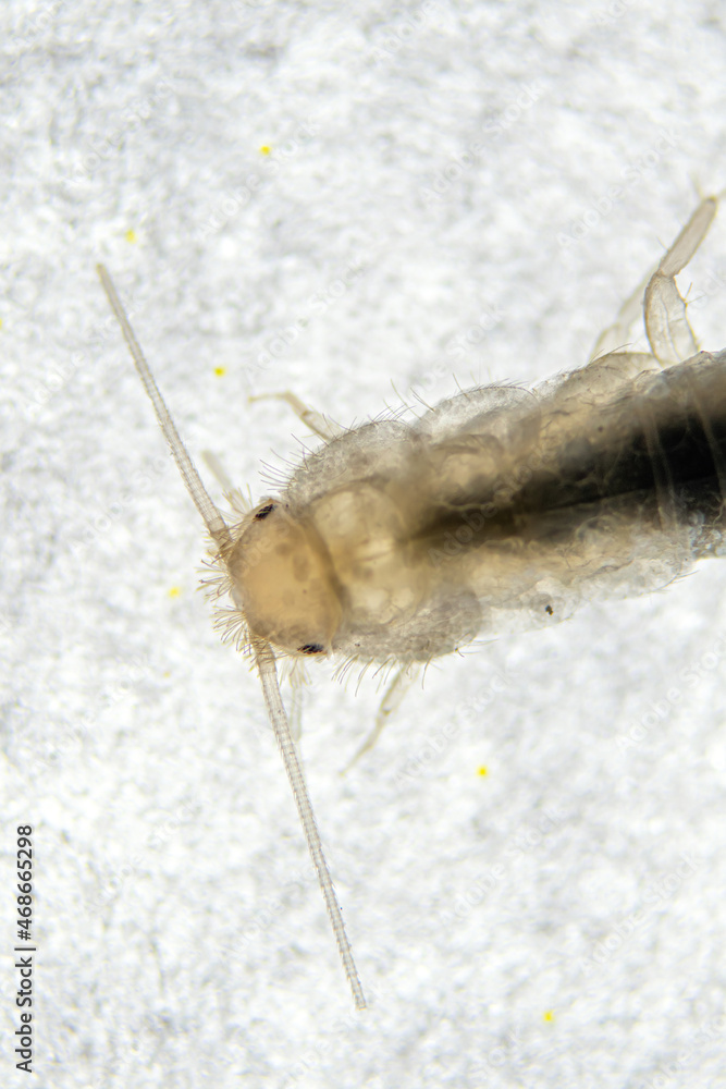 Silverfish head in extreme close-up macro. Lepisma saccharinum Stock ...