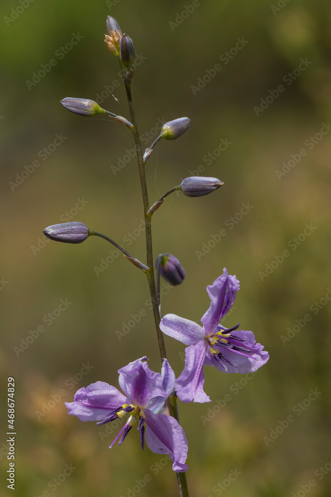 The flower of the Australian native plant known as a Chocolate Lily ...