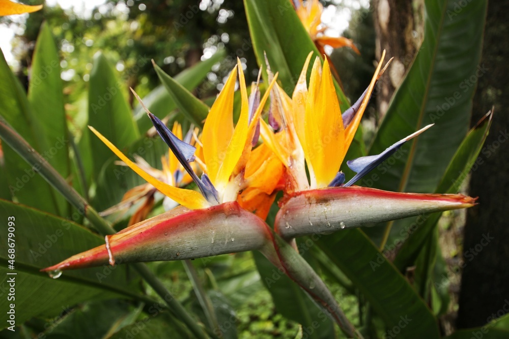 Strelitzia reginae (Strelicja Królewska) - madeira yellow flower which ...
