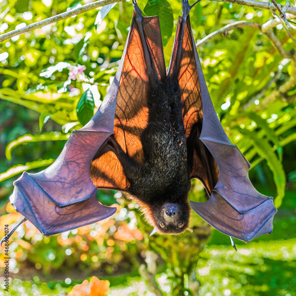 Flying fox, giant bat on Jawa Indonesia Stock Photo | Adobe Stock