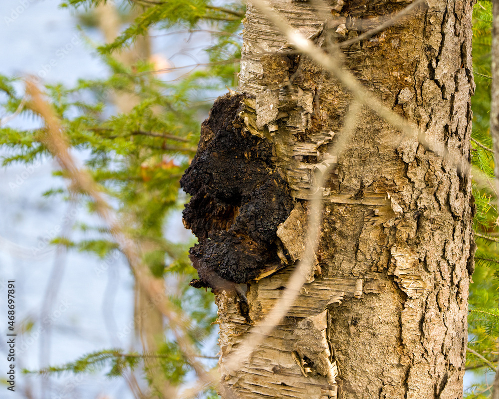 Mushroom Chaga Stock Photo and Image. Chaga Mushroom growing on the ...