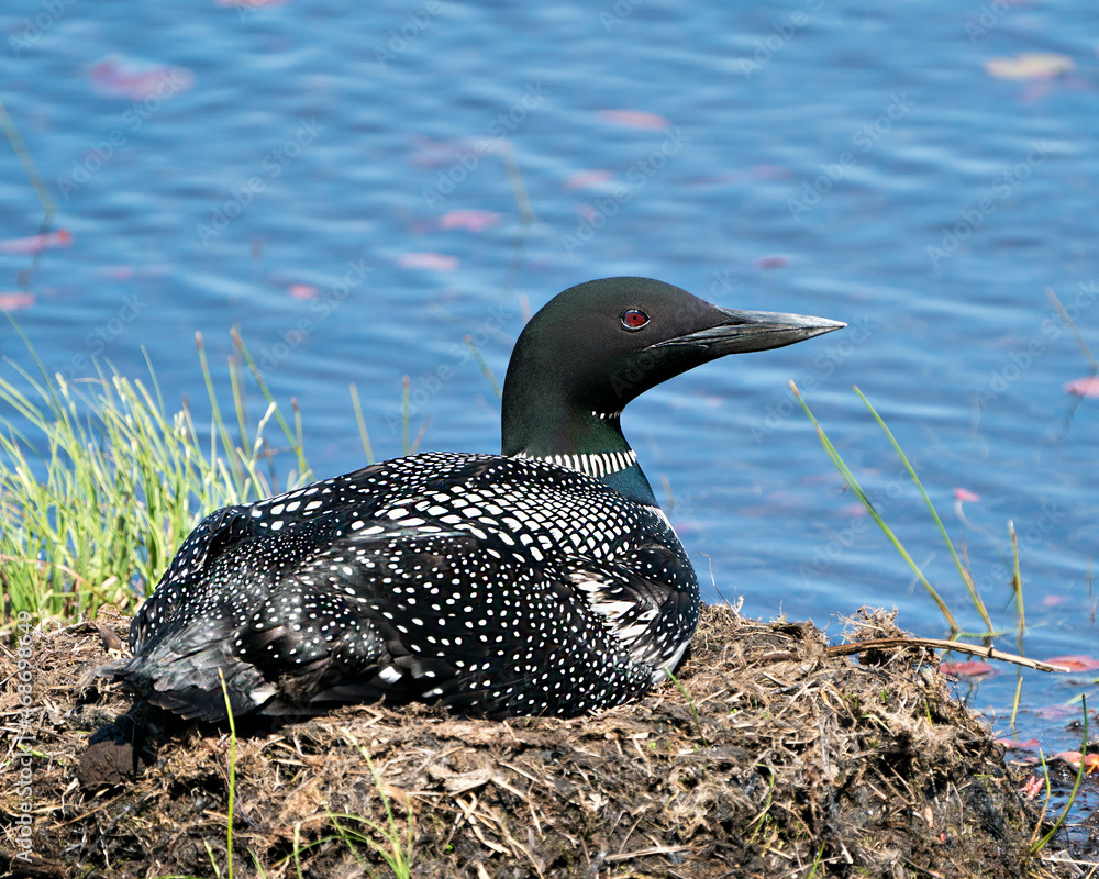 Loon Photo Stock. Loon Nest Image. Nesting and guarding the nest by the ...