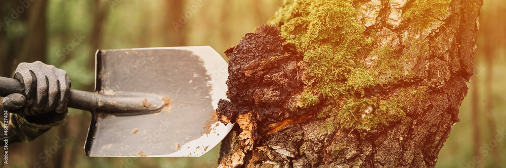man survivalists with a shovel in hands gathering chaga mushroom ...