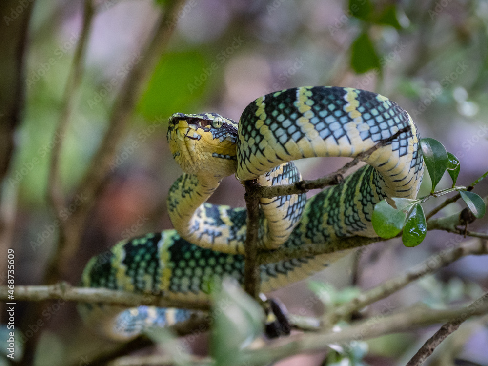 Wagler's pit viper photographed in Dairy Farm Nature Park, Singapore ...