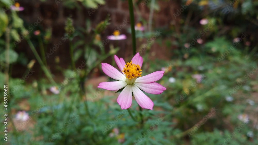 Pink ulam raja flower with green lives background Stock Photo | Adobe Stock