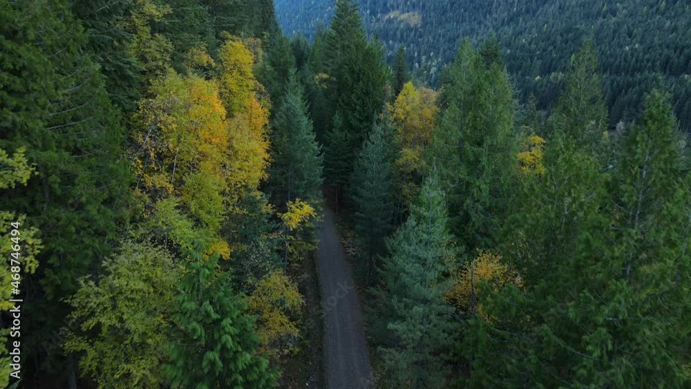 Gravel road leading through thick boreal forest filmed cinematically ...