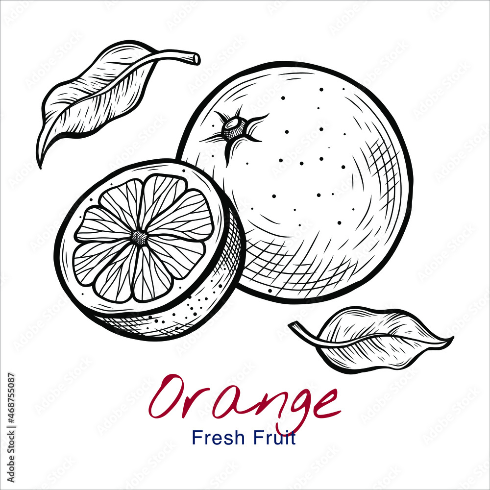Vector sketch illustration of orange set drawing isolated on white ...