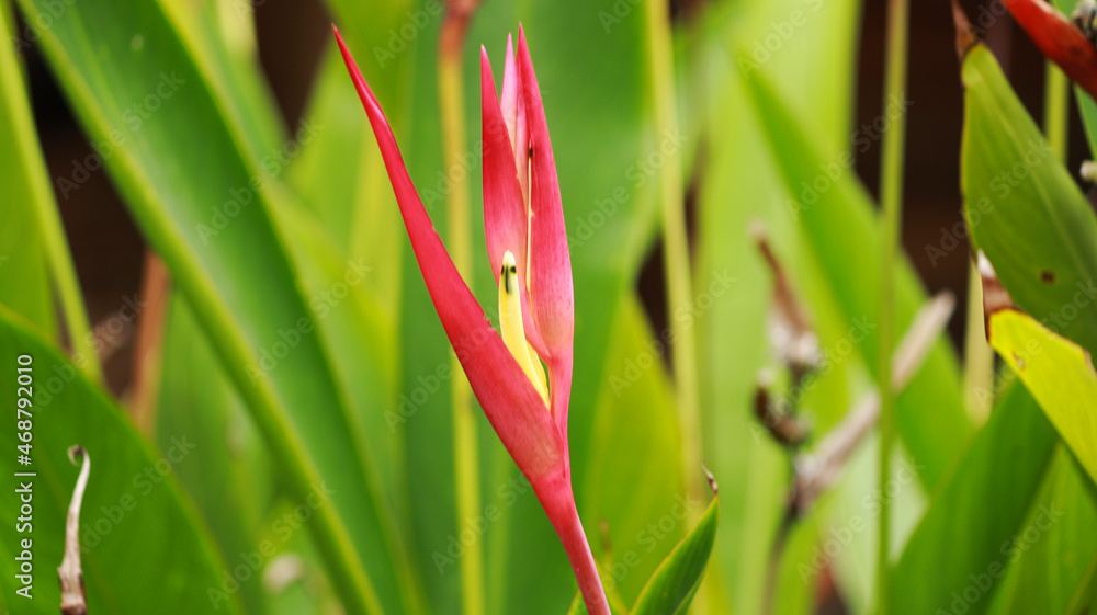 Heliconias - Great Range of Heliconias with green banana leaf Stock ...