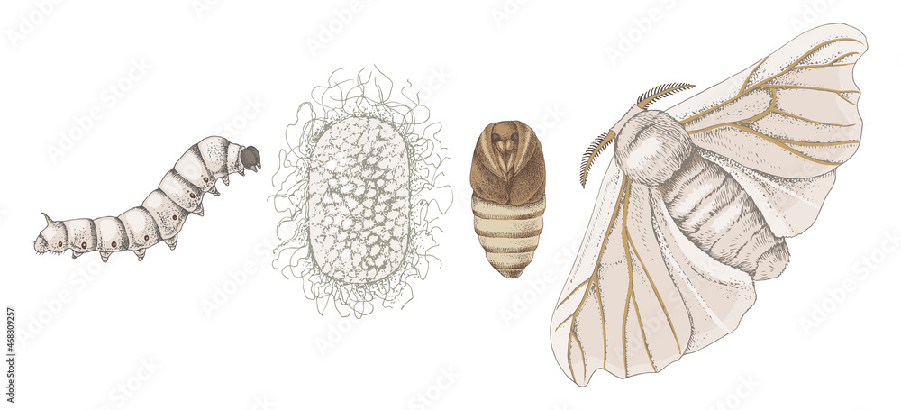 Metamorphosis of the silk moth Stock Vector | Adobe Stock