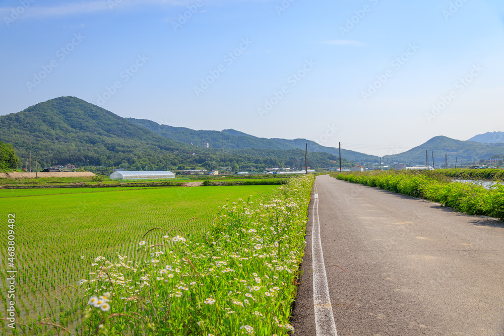 Foto de Korean traditional rice farming. Korean rice farming scenery ...