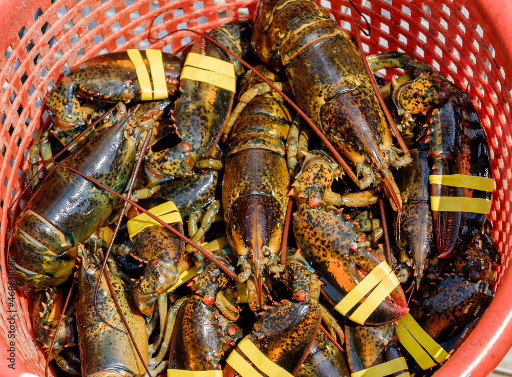 A basket full of fresh out of the ocean lobsters are hoisted up in a ...