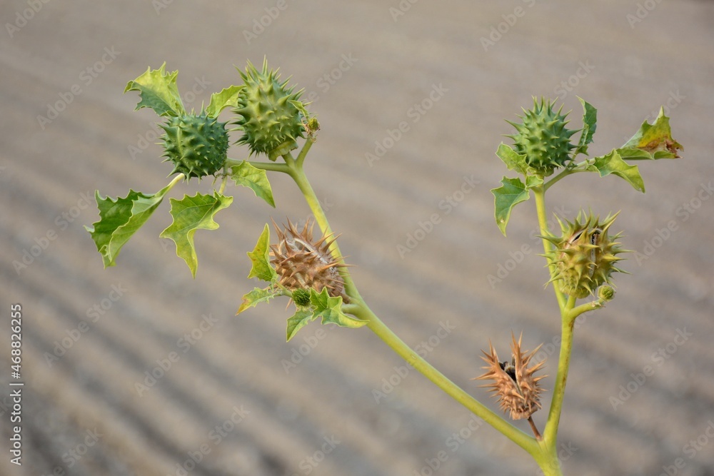Planta de estramonio, datura stramonium, en otoño Stock Photo | Adobe Stock