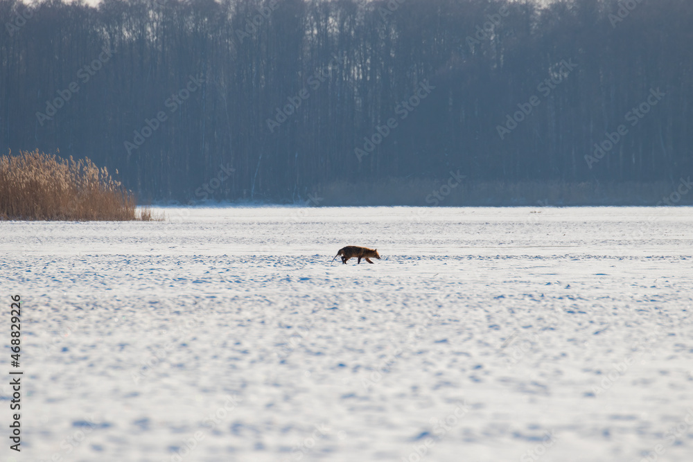 The winter landscape of the fish pond, the red fox in the middle of the ...