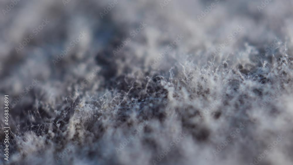 A moldy surface under a microscope. Food preservation and ...