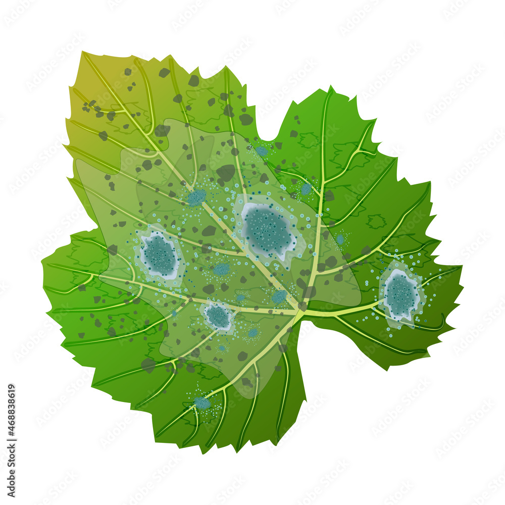 Grafika wektorowa Stock: Leaf with mold isolated on white background ...