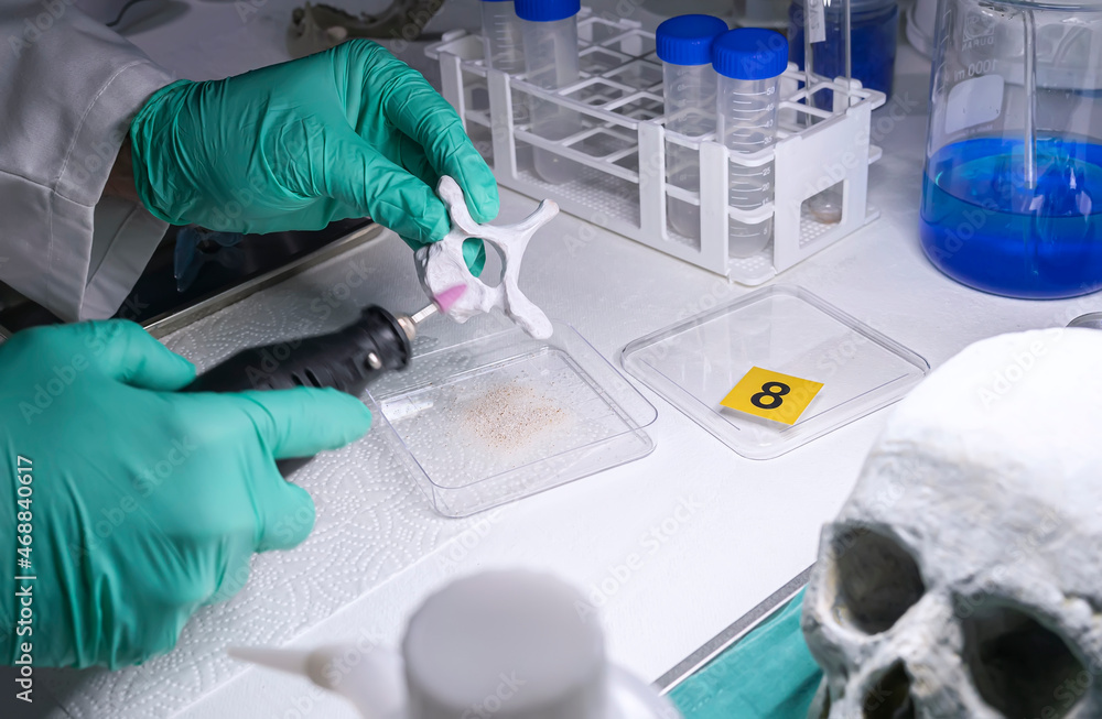Forensic scientist removes bone from human skeleton to investigate ...