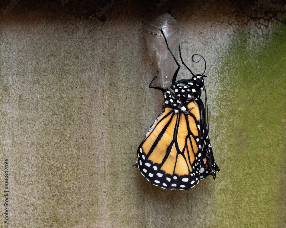 Monarch butterfly with black, orange, and white markings is newly ...