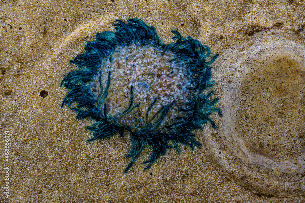 Porpita porpita, commonly known as blue button is a colony of hydroids ...