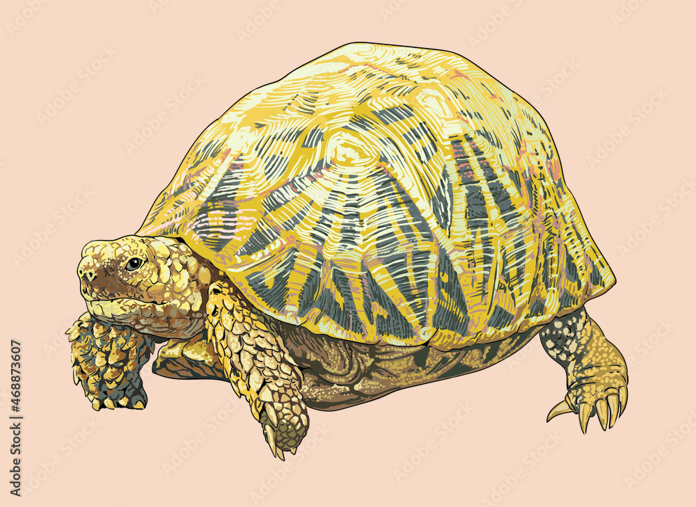 Indian Turtle Drawing