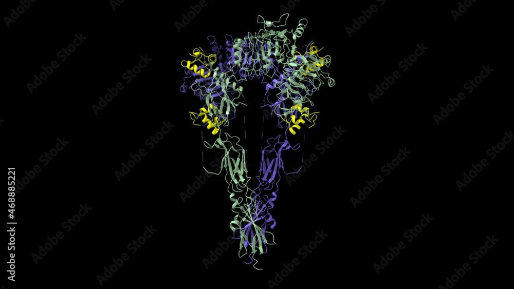 Structure of full-length insulin receptor (blue and grey) bound to four ...