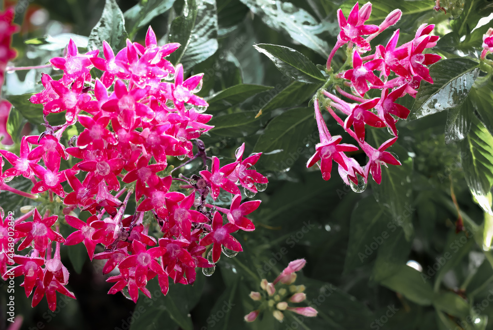 Red Pentas Lanceolata also known as egyptian starcluster in the garden ...
