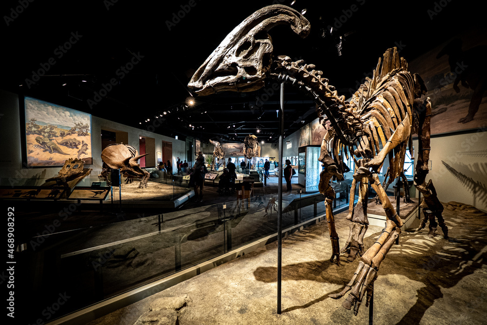 Foto de View of a fossil of a Parasaurolophus dinosaur at the Evolving ...