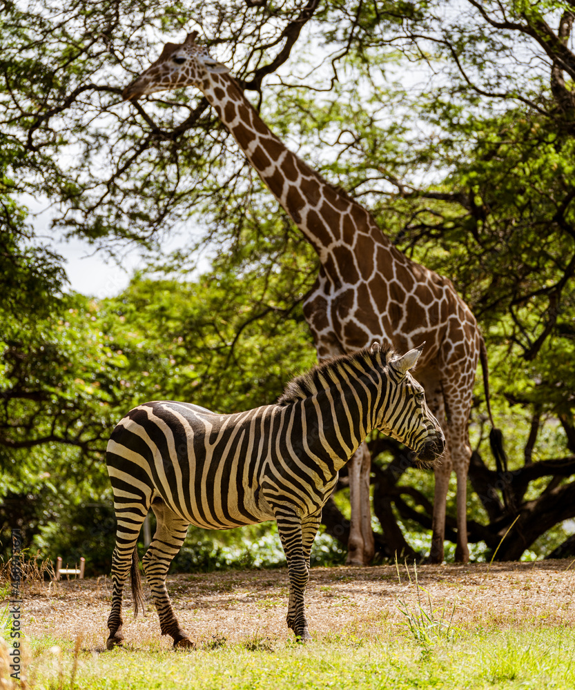 Giraffe and zebra stand near each other in field, looking in opposite ...